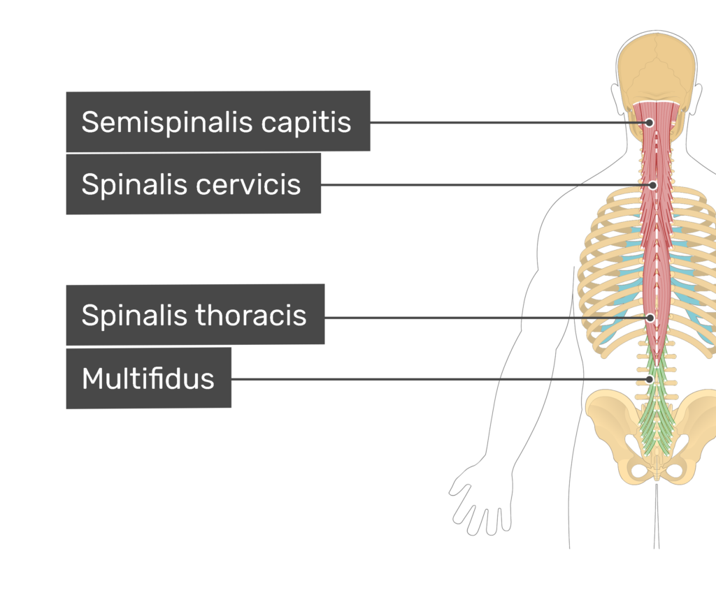 Multifidus Muscle Origin Insertion And Action GetBodySmart multifidus-muscle-origin-insertion-and-action-getbodysmart