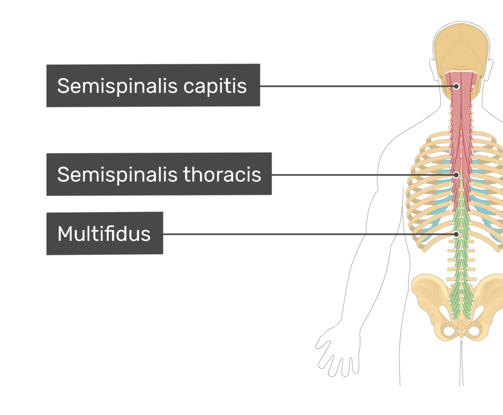 Multifidus muscle: origin, insertion and action | GetBodySmart