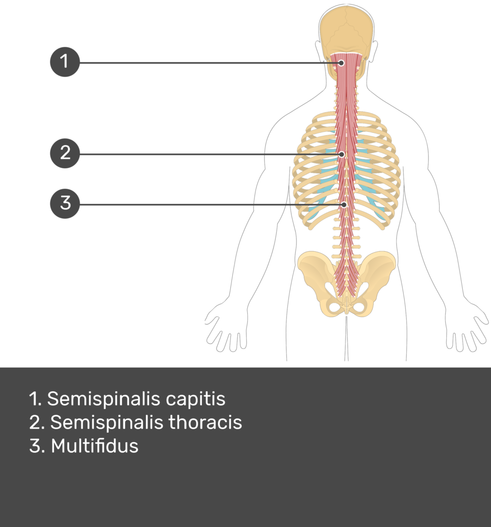 Multifidus muscle: origin, insertion and action | GetBodySmart