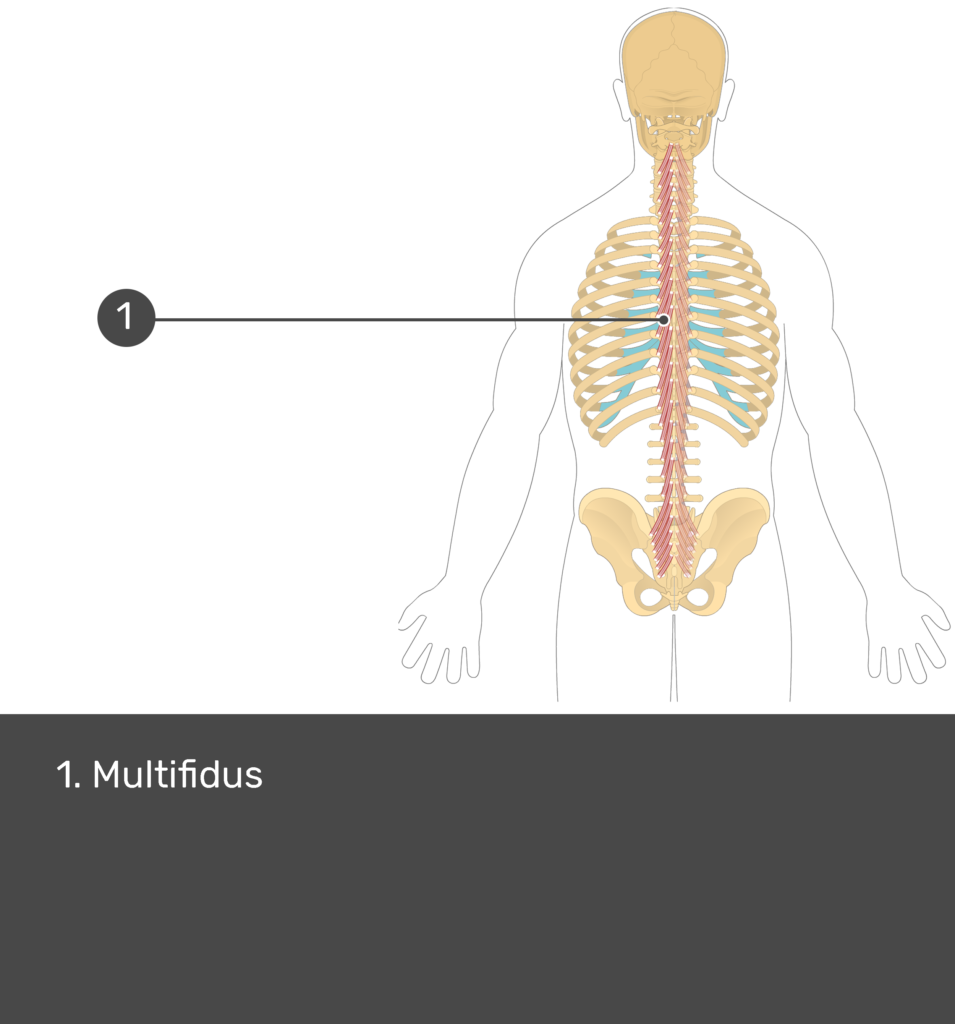 Multifidus muscle: origin, insertion and action | GetBodySmart