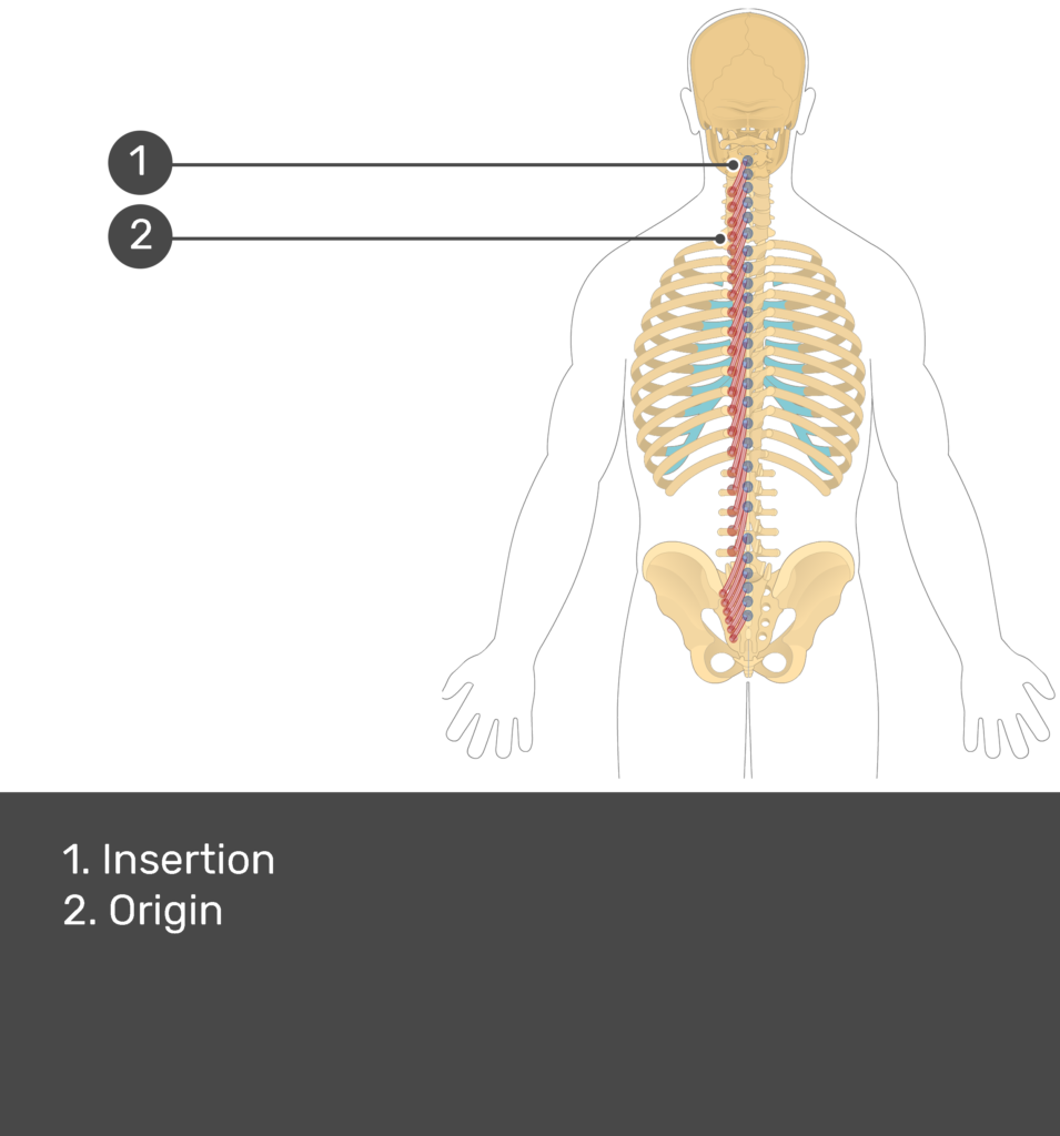 Multifidus muscle: origin, insertion and action | GetBodySmart