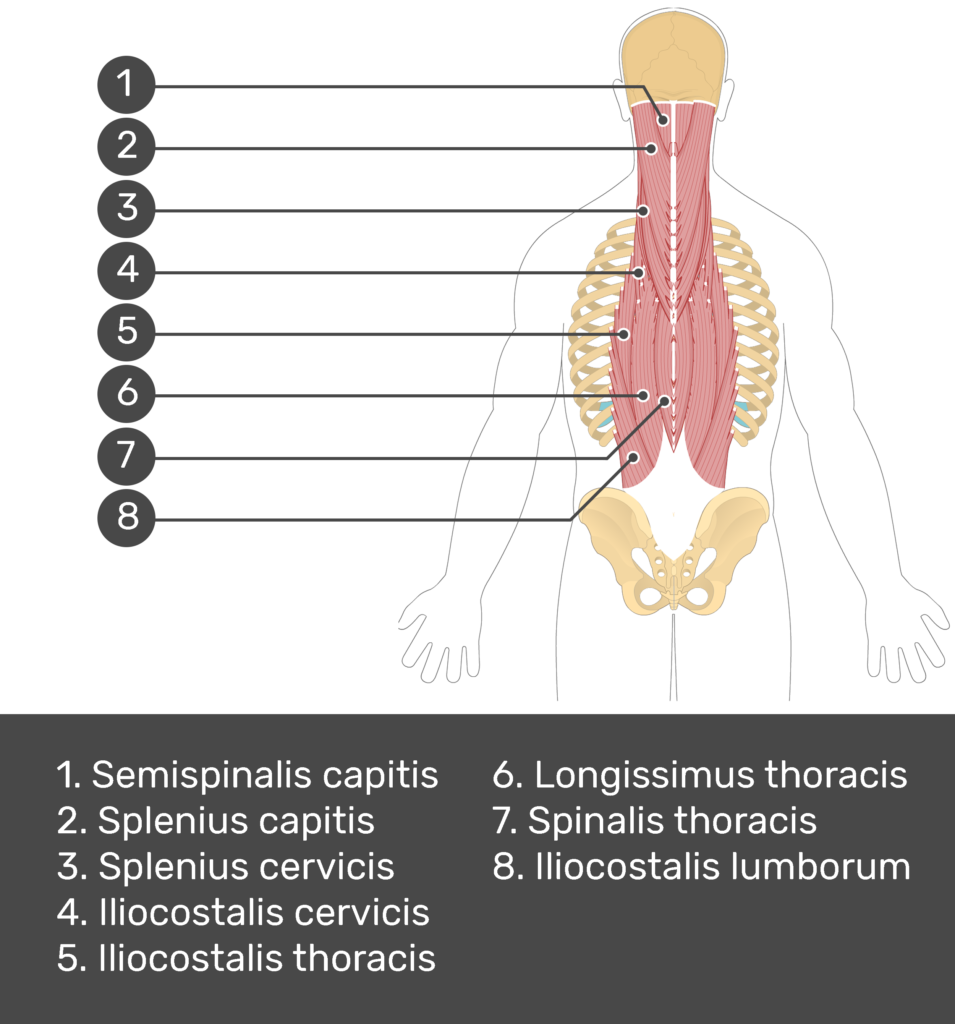 Multifidus muscle: origin, insertion and action | GetBodySmart
