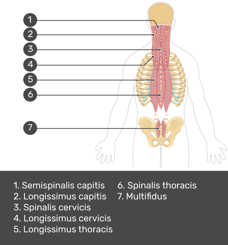 Multifidus muscle: origin, insertion and action | GetBodySmart