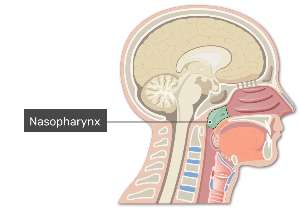 Nasopharynx Model Labeled File:Larynx And Pharynx Anatomical