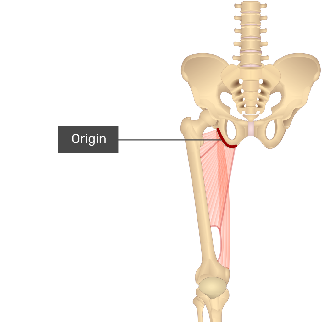 Adductor Magnus Muscle | GetBodySmart