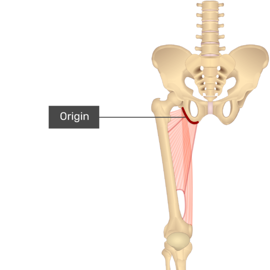 Adductor Magnus Muscle | GetBodySmart