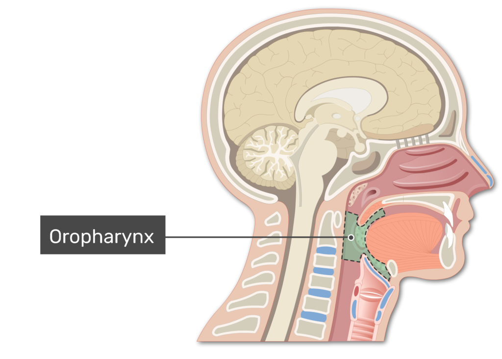 Anatomy and regions of the pharynx | GetBodySmart