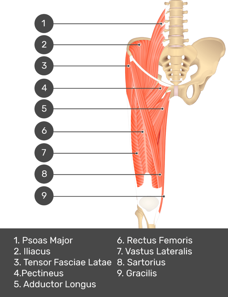 Rectus Femoris