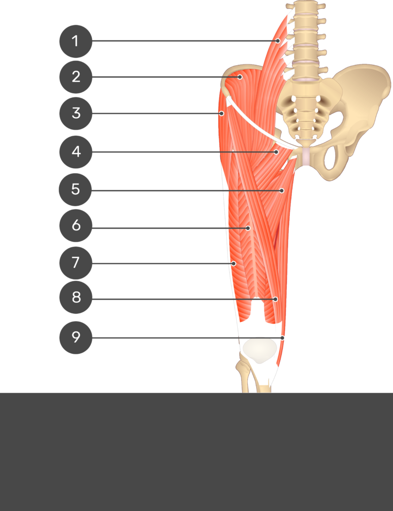 Adductor Longus Muscle | GetBodySmart