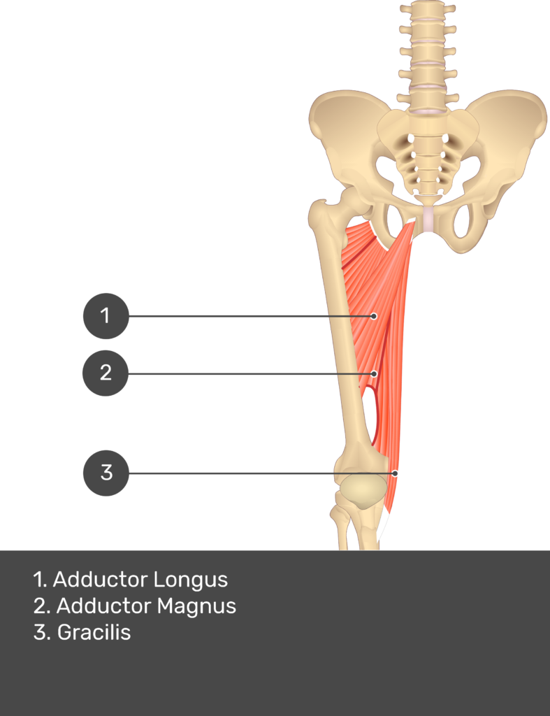 Adductor Longus Muscle | GetBodySmart