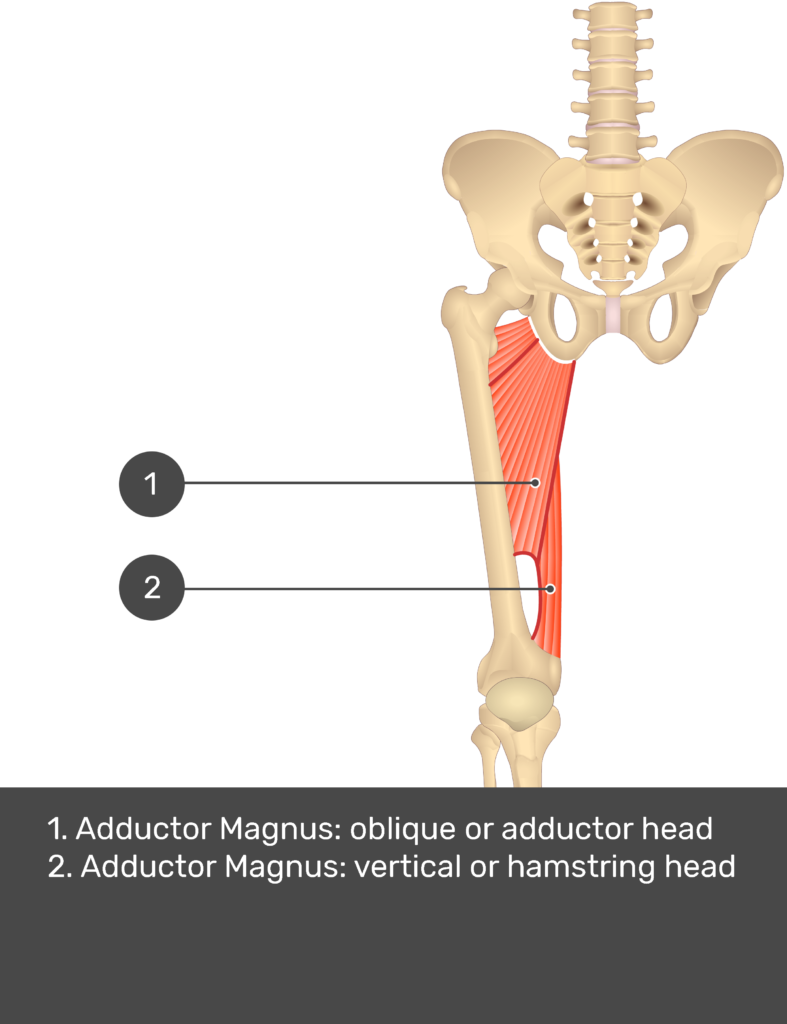 Adductor Magnus Muscle | GetBodySmart