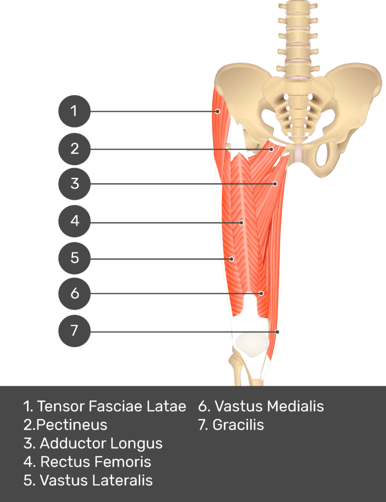 Rectus Femoris And Vastus Intermedius