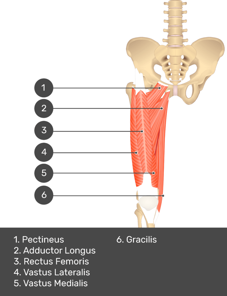 Rectus Femoris Anatomy 150+ Rectus Femoris Photos Stock Photos,