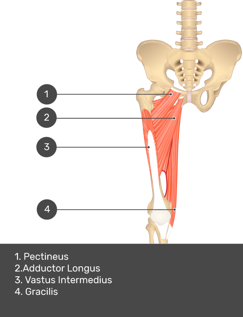 Adductor Longus Anatomy Hip Adductors Anatomy, Function And Clinical