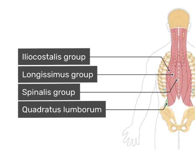 What Is Quadratus Lumborum at Jennifer Varner blog