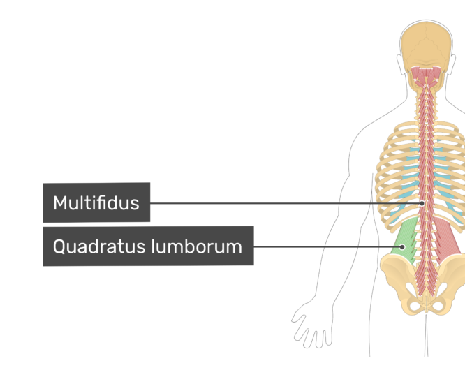 Quadratus Lumborum Muscle Musculus Quadratus Lumborum