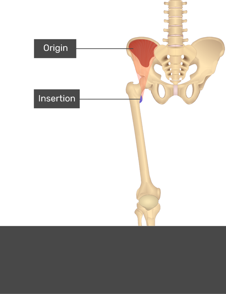 Iliac Fossa Anatomy