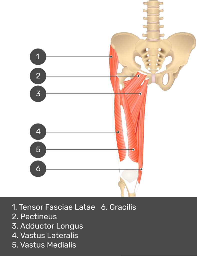Pectineus Muscle Axial View