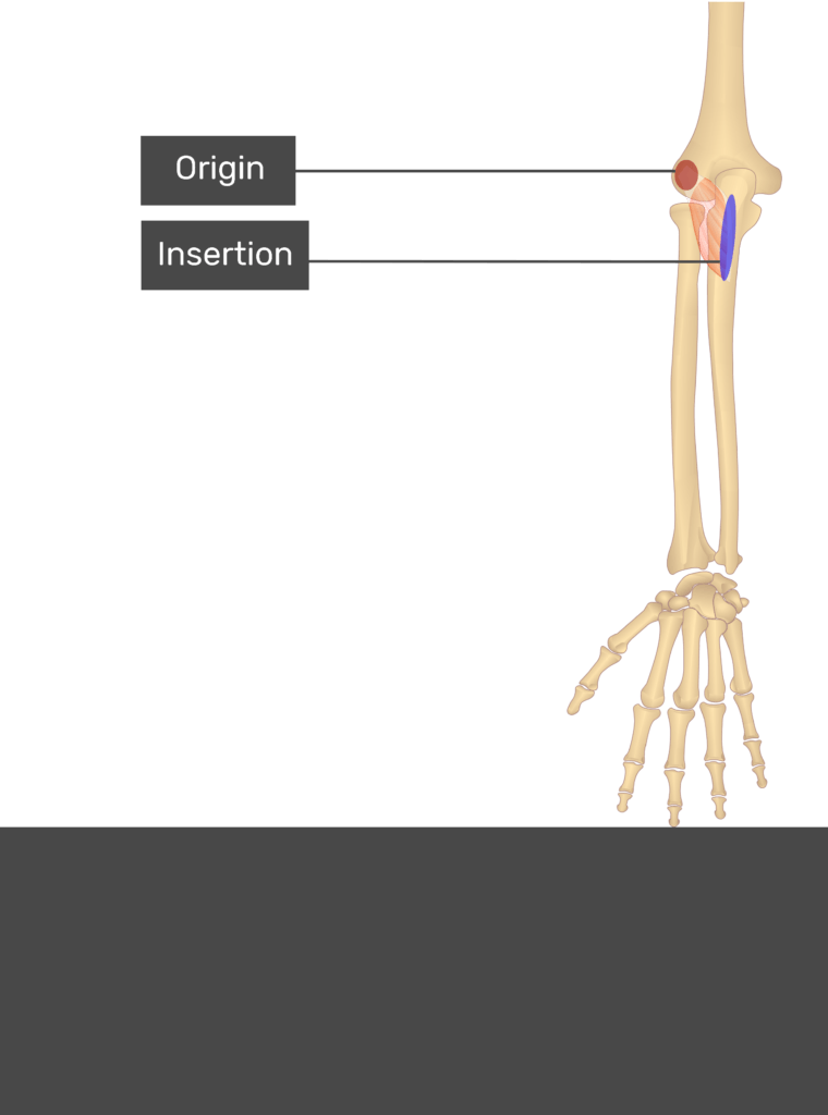 Anconeus Muscle - Attachments, Action & Innervation | GetBodySmart