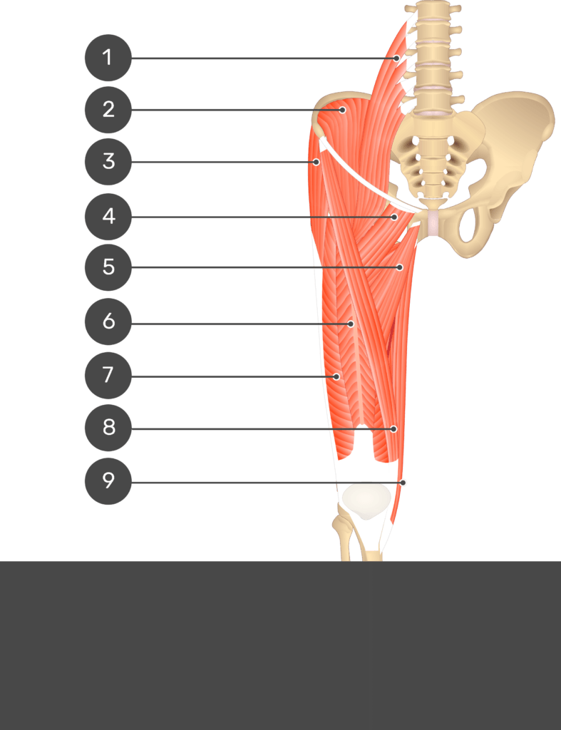 Quadriceps Muscles Test