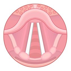 Glottis - Structure & Function | GetBodySmart