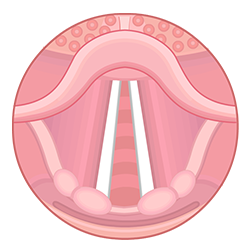 Glottis - Structure & Function | GetBodySmart