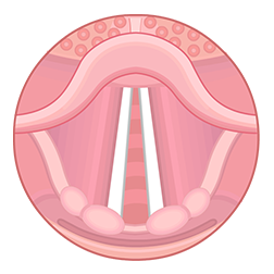 Glottis - Structure & Function | GetBodySmart