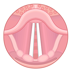 Glottis - Structure & Function | GetBodySmart