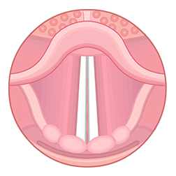 Glottis - Structure & Function | GetBodySmart