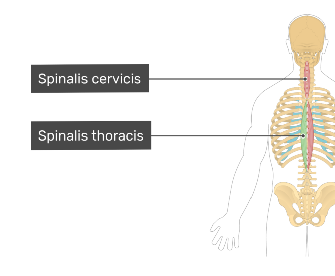 Spinalis Thoracis Muscle | GetBodySmart