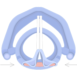 Intrinsic laryngeal muscles | GetBodySmart