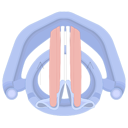 Intrinsic laryngeal muscles | GetBodySmart