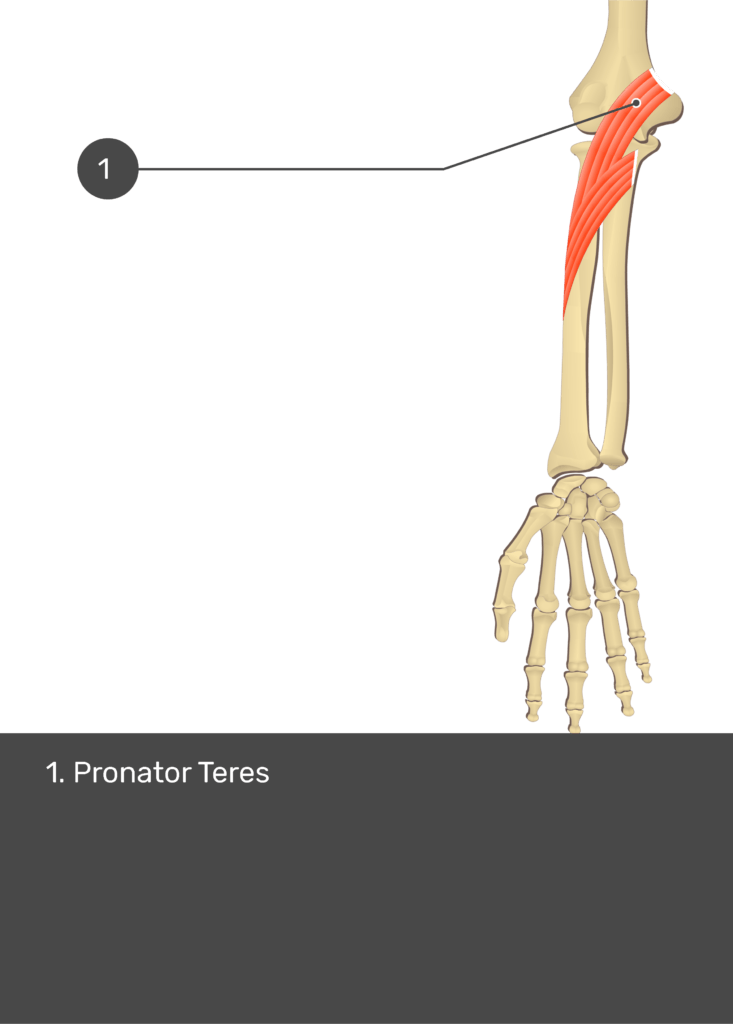 Pronator Teres - Attachments, Action & Innervation | GetBodySmart