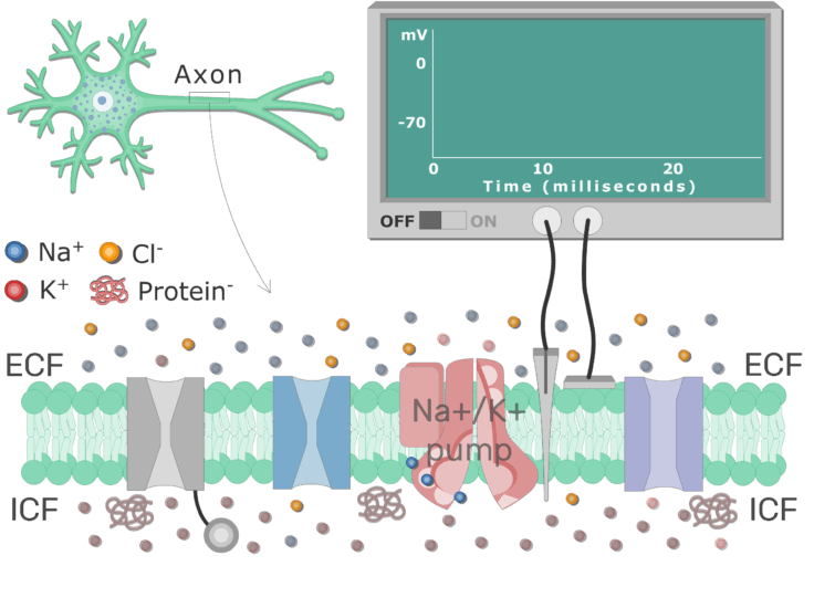 Measuring the Resting Membrane Potential | GetBodySmart