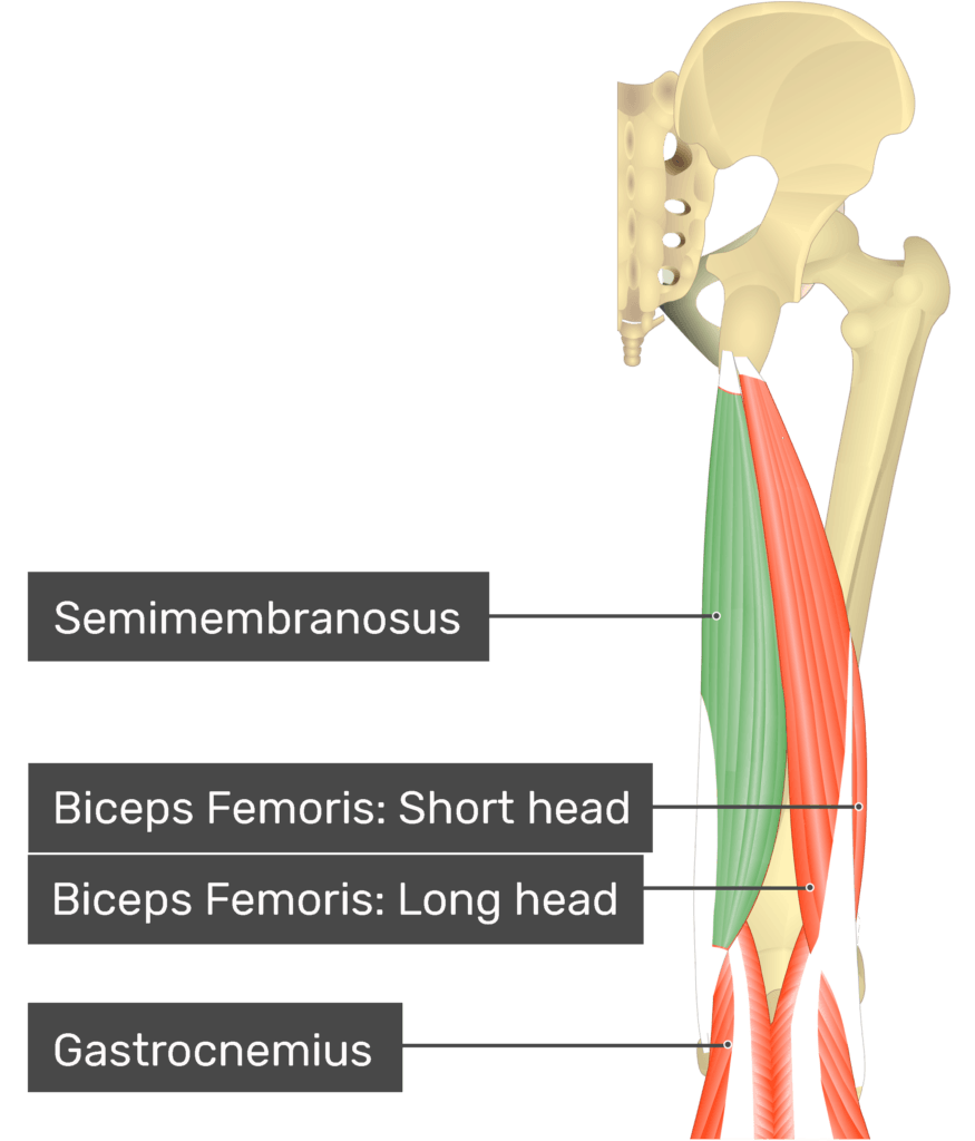 Hamstring Muscles Origin And Insertion