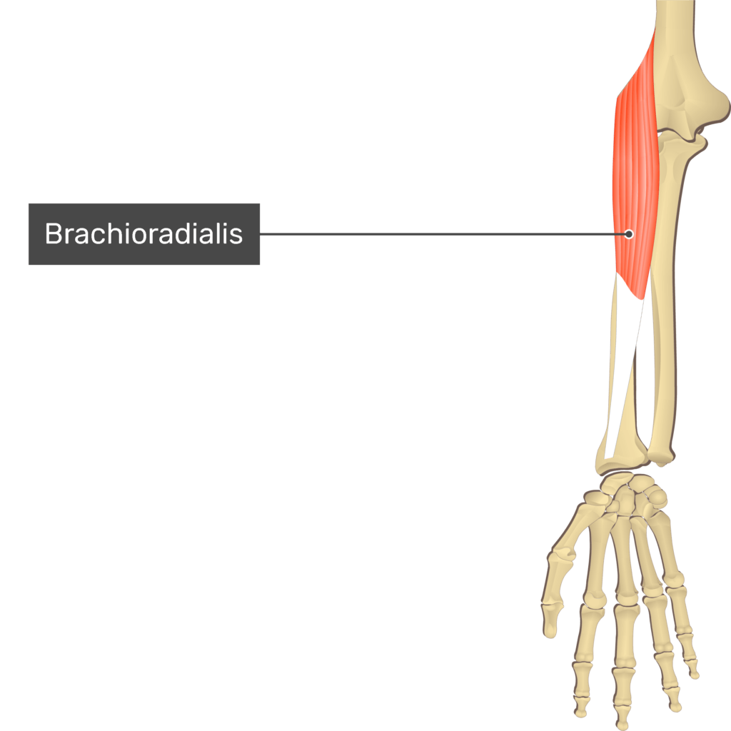 Brachioradialis Muscle