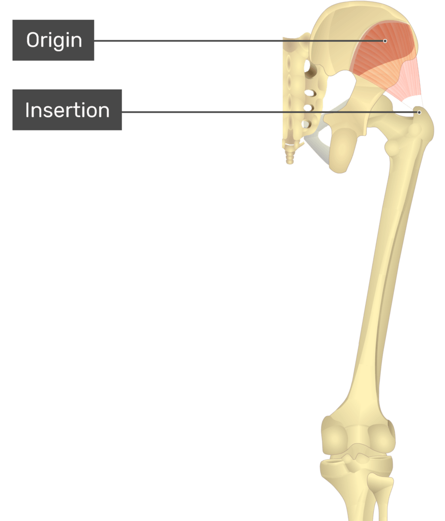 Gluteus Maximus Origin And Insertion