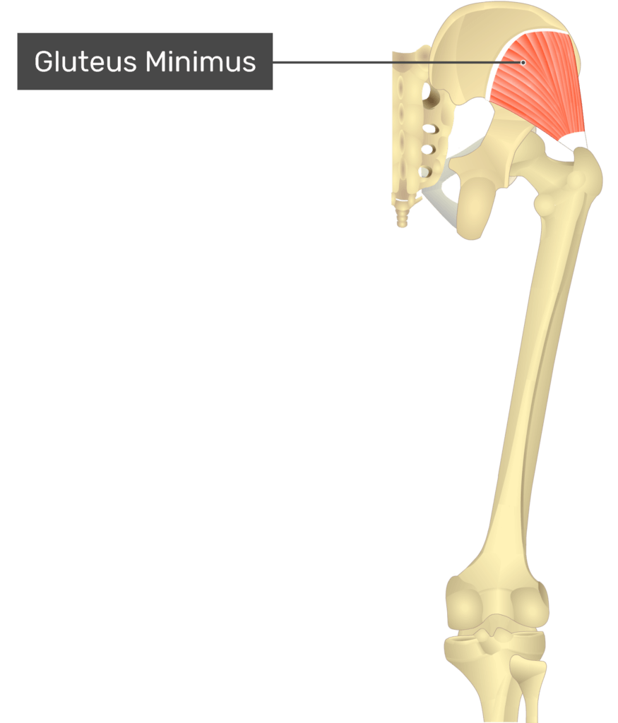 Gluteus Minimus Diagram Diagram Of Gluteal Muscles | Quizlet