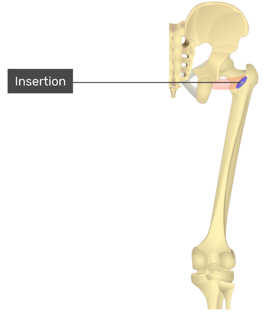 quadrate tubercle