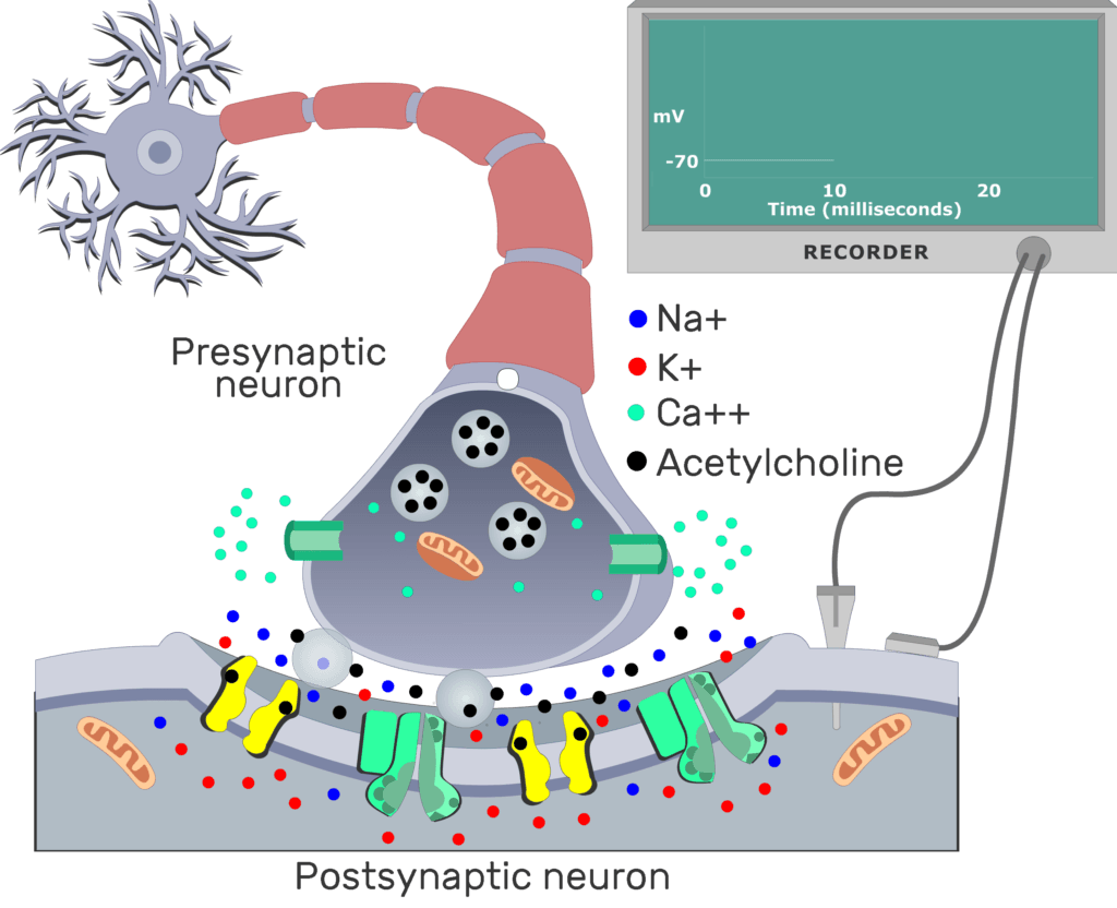 Cholinergic synapse: events and interactive diagram | GetBodySmart