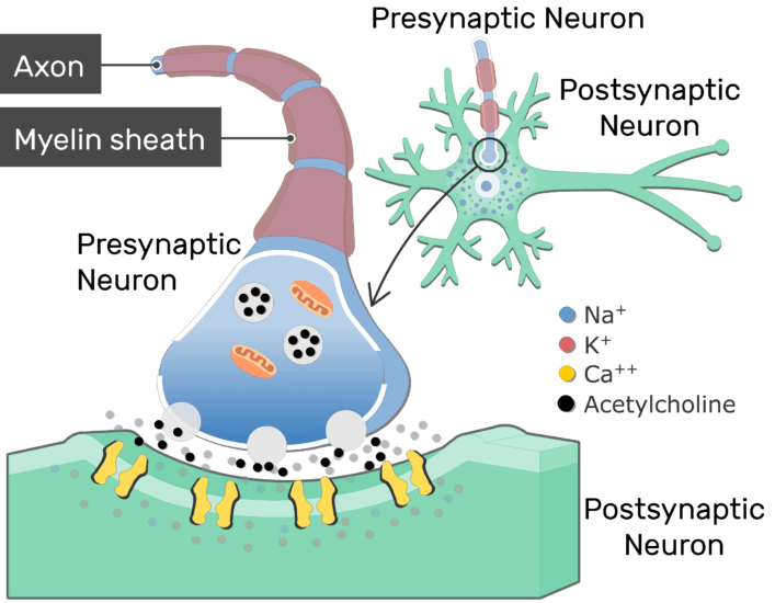 Neurotransmitter Release At Cholinergic Synapses | GetBodySmart