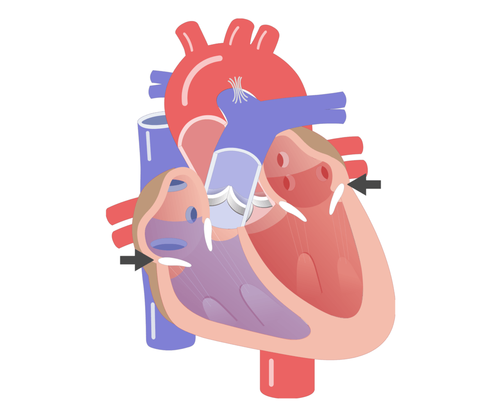 What Is The Function Of Av Atrioventricular Valves All About Heart