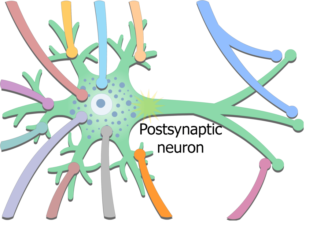 Axodendritic, axosomatic and axoaxonic synapses | GetBodySmart