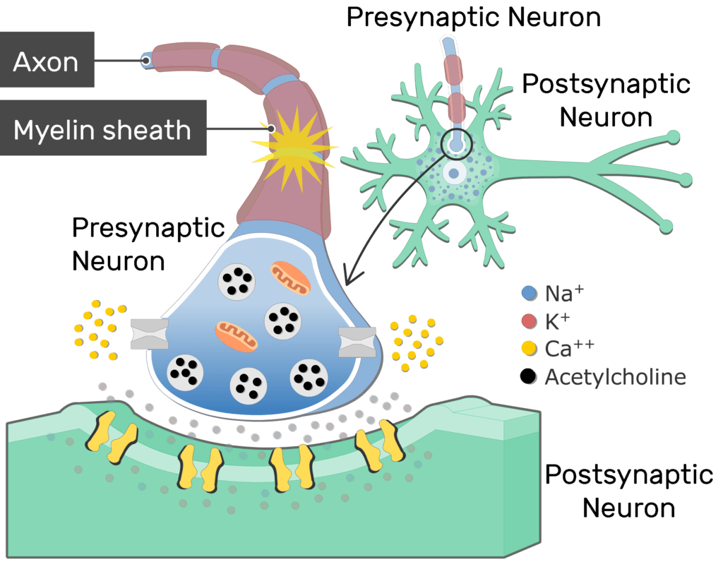 Neurotransmitter Release At Cholinergic Synapses | GetBodySmart