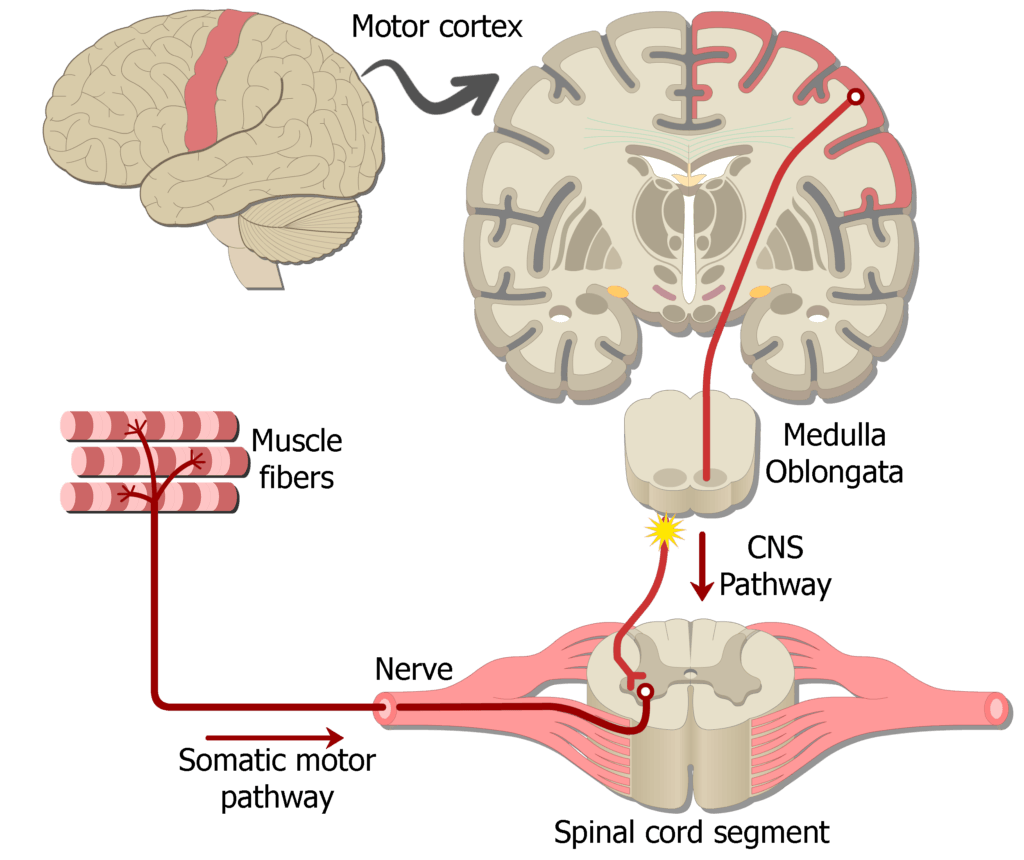 Examples of Somatic Nervous System Pathways | GetBodySmart