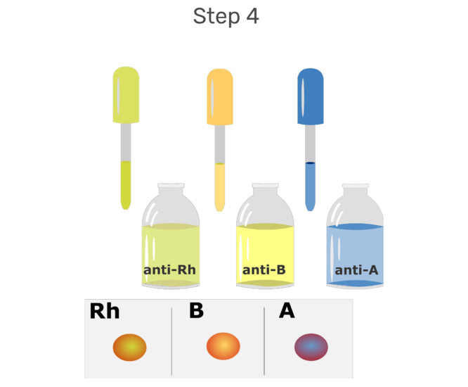 How Blood Type is Determined | GetBodySmart