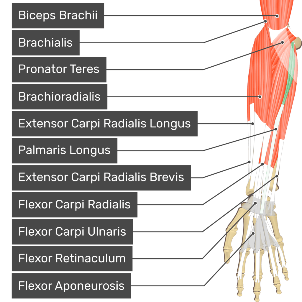 Forearm Tendons Anatomy