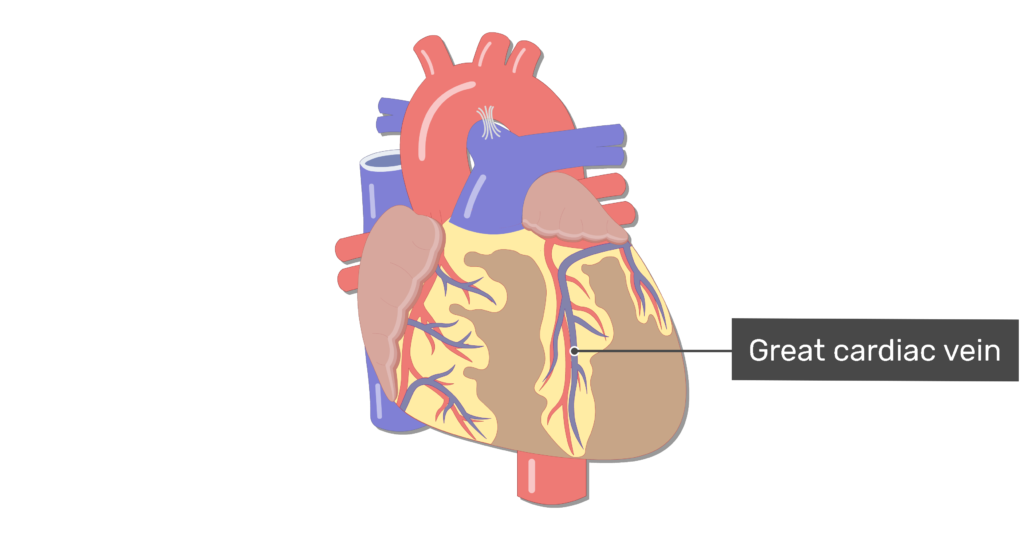 Grande Veia Cardiaca