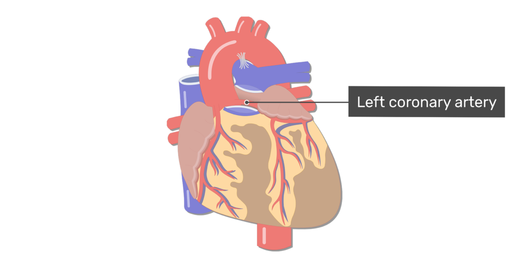Main Arteries Of Left Heart
