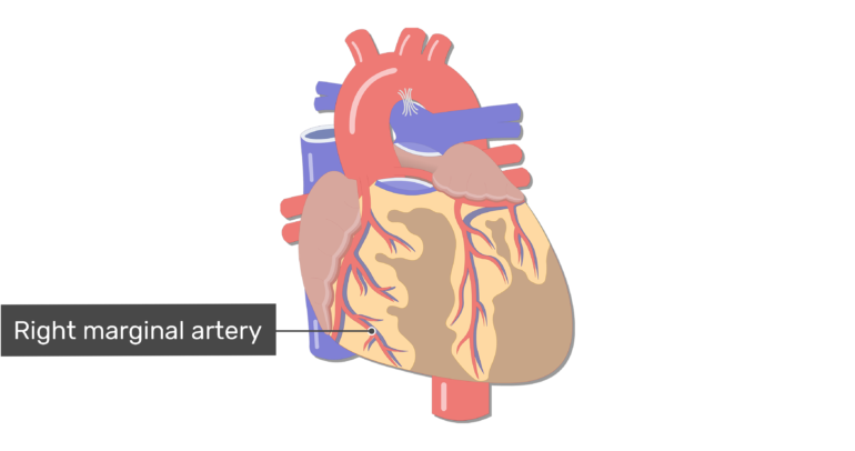 Coronary Arteries